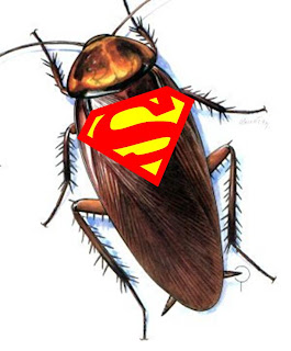 Curiosidades de Nuestro Mundo: Super cucarachas