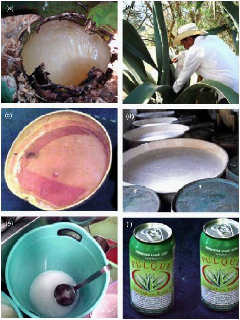 Curiosidades de la Microbiología: Pulque, mezcal y tequila. Primera parte.