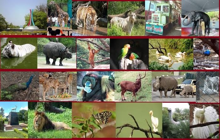 Beautiful Hyderabad City: Nehru Zoological Park