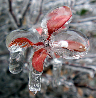 Springfield Photos: Springfield, IL Ice Storm