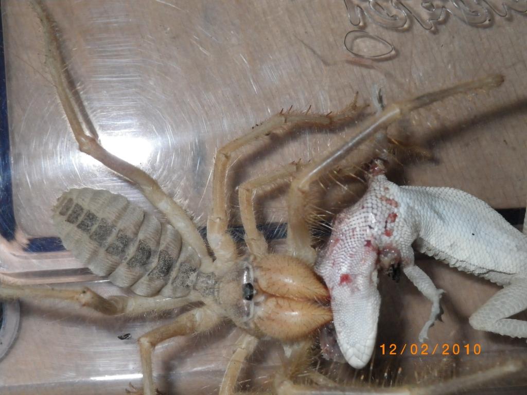 Chris in Iraq: 121910 Camel Spider