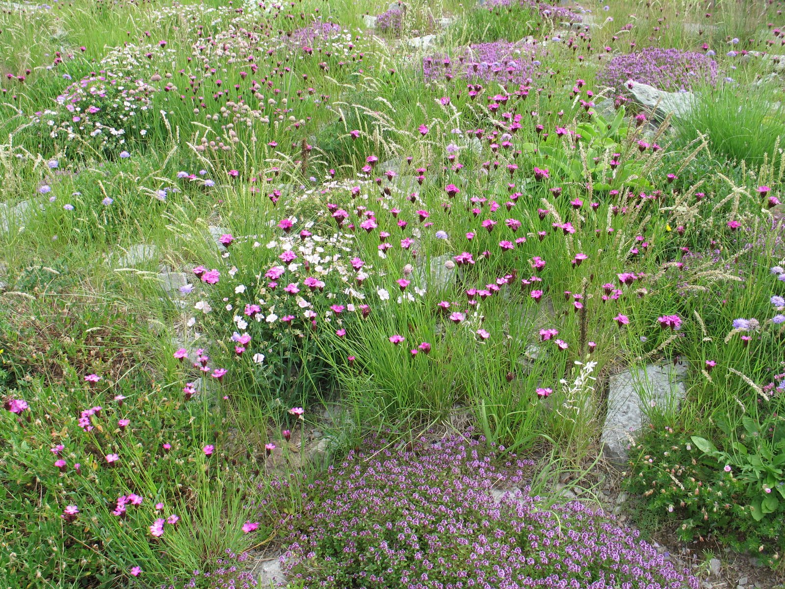 Biotope Design: The Calcareous Slope