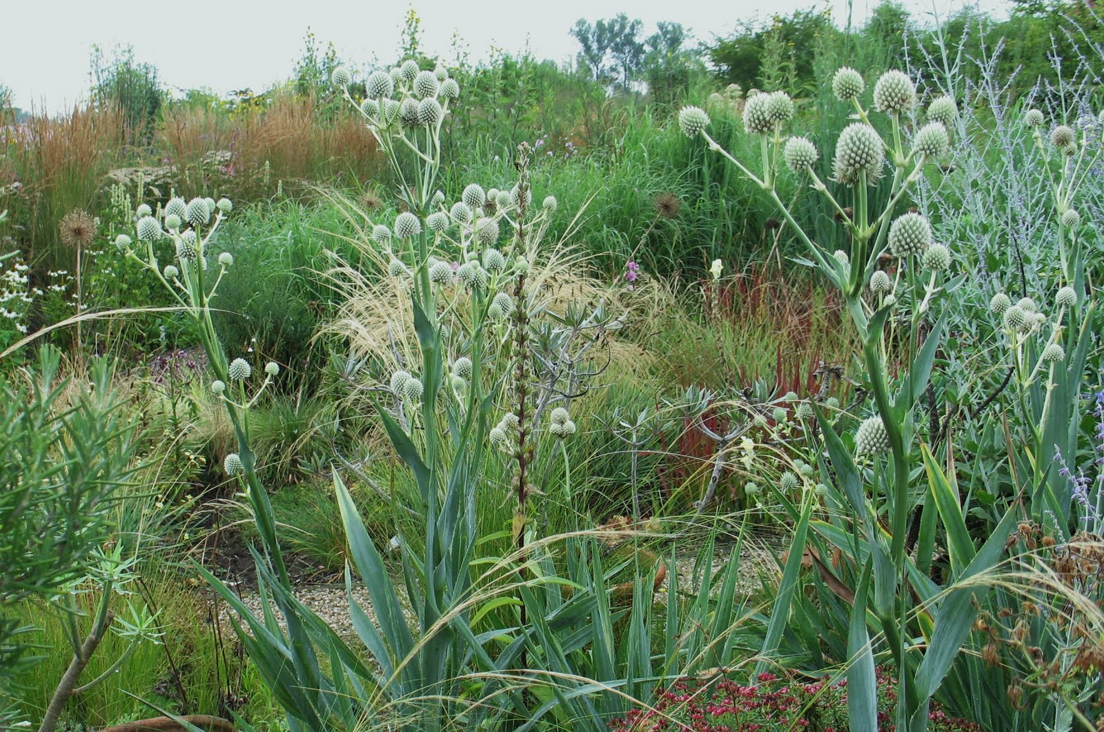 Biotope Design: The Private Prairie Style Garden