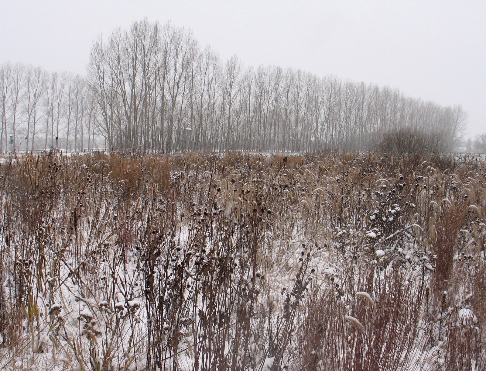 Biotope Design: Early winter on the prairie