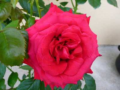 Notre jardin secret.: Mes 1ers rosiers..