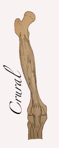 Educació Física Montsoriu: Quàdriceps. Grups musculars.