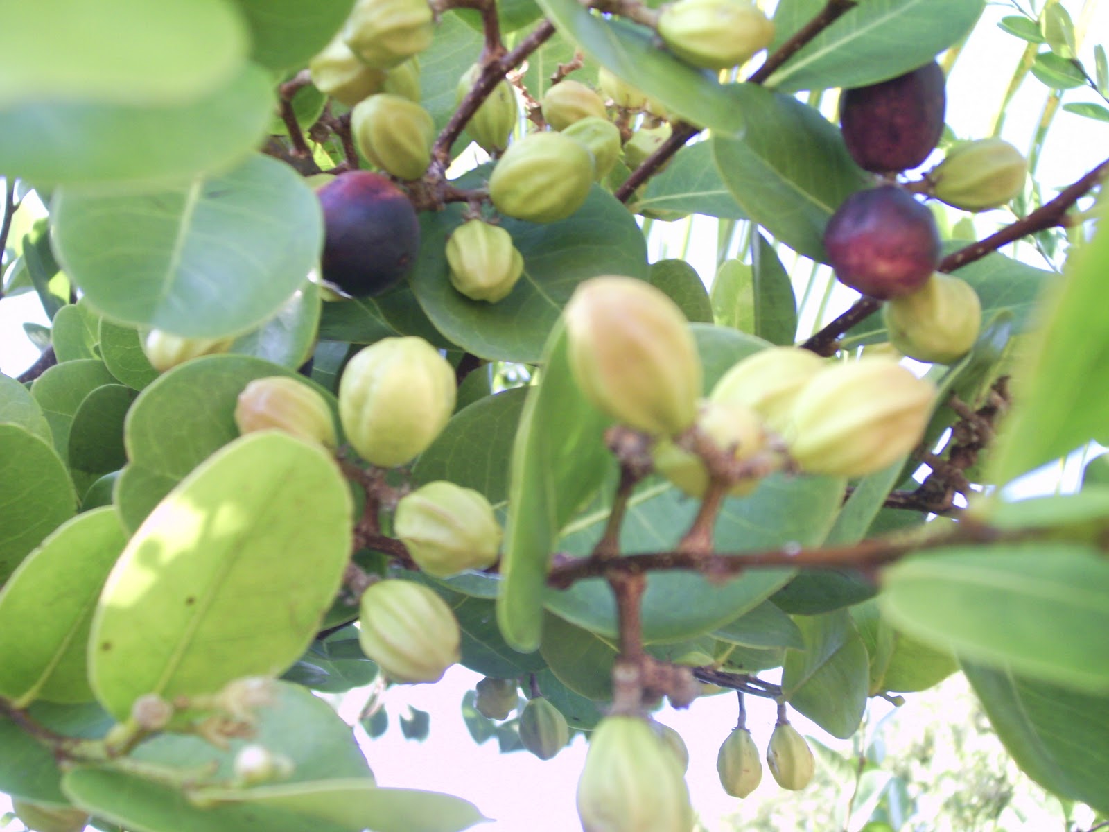 Na Mira do Leitor: Deliciosas frutas amazônicas