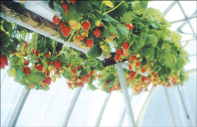 The PURE Gardener, Inc.: Grow your Own Strawberries!
