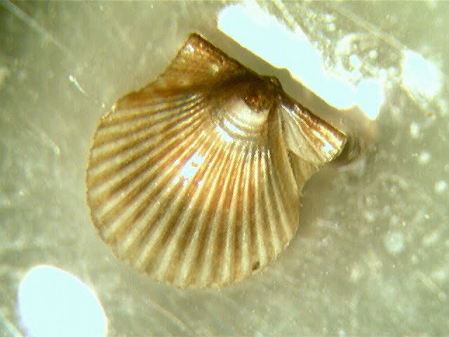 Winter Flounder Enhancement