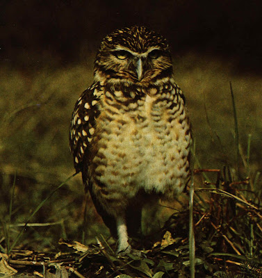 Mayistas: Fauna maya (I)