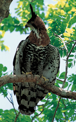 Mayistas: Fauna maya (I)