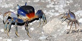 Mayistas: Fauna Maya IV