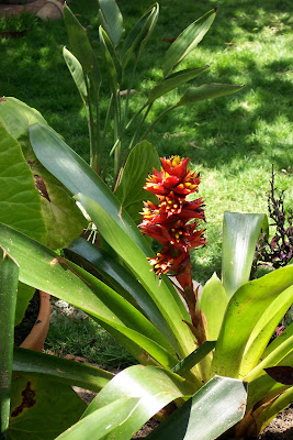 Mayistas: Flora Maya III