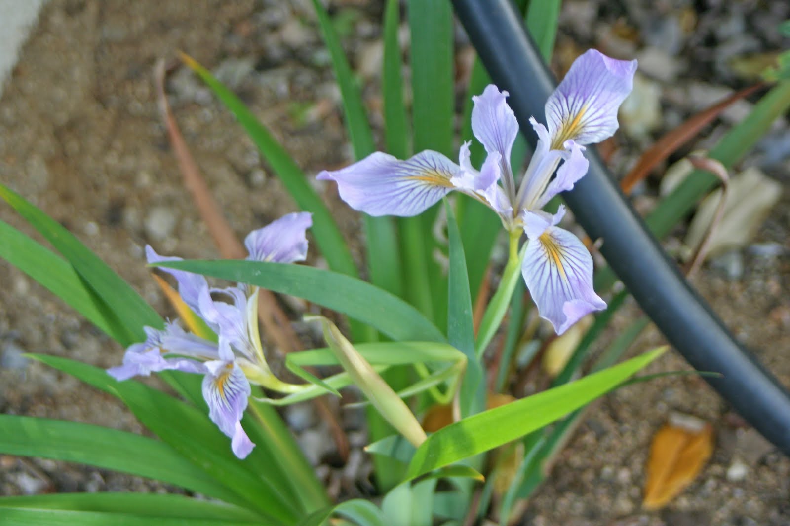 Camissonia's Corner: The Douglas Iris finally blooms and a mountain ...