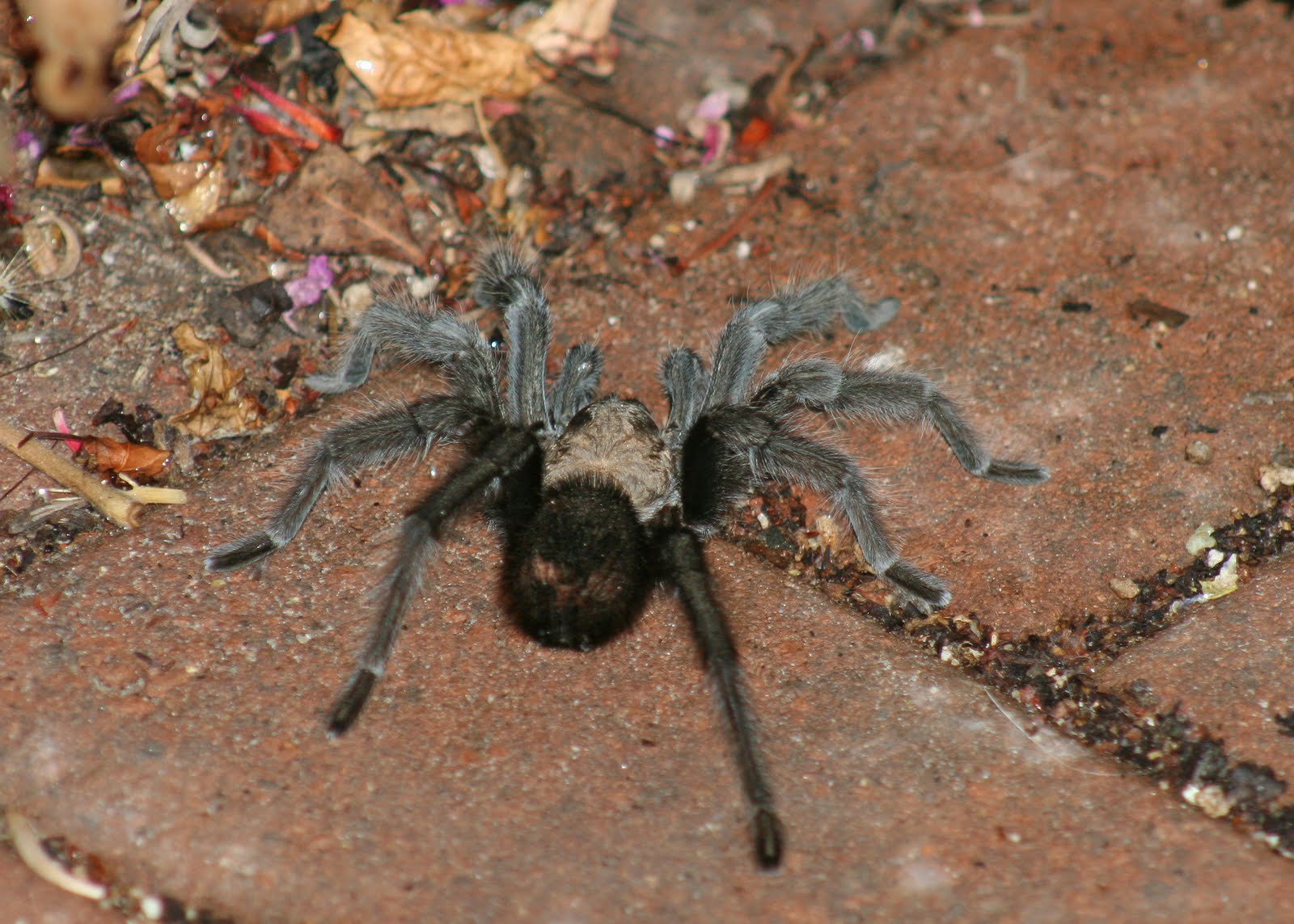 Camissonia's Corner: Well I'll be a Flittin' Butterfly...and other cool ...