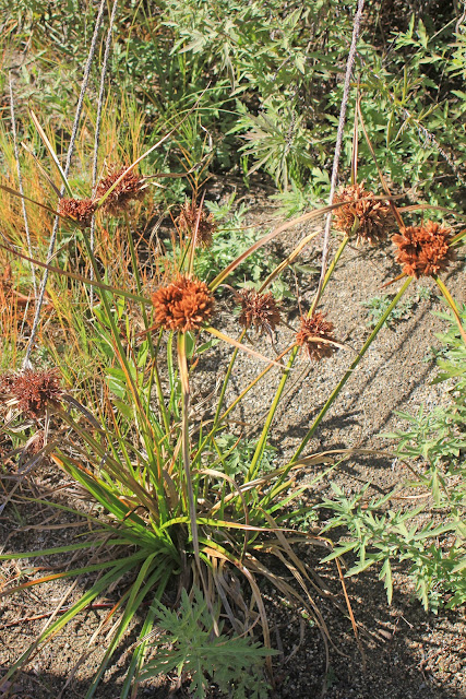 Camissonia's Corner: Treks on the Santa Rosa Plateau: Maidenhair Ferns ...