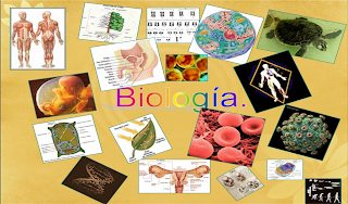 Olga Gámez: Collage de mi materia.