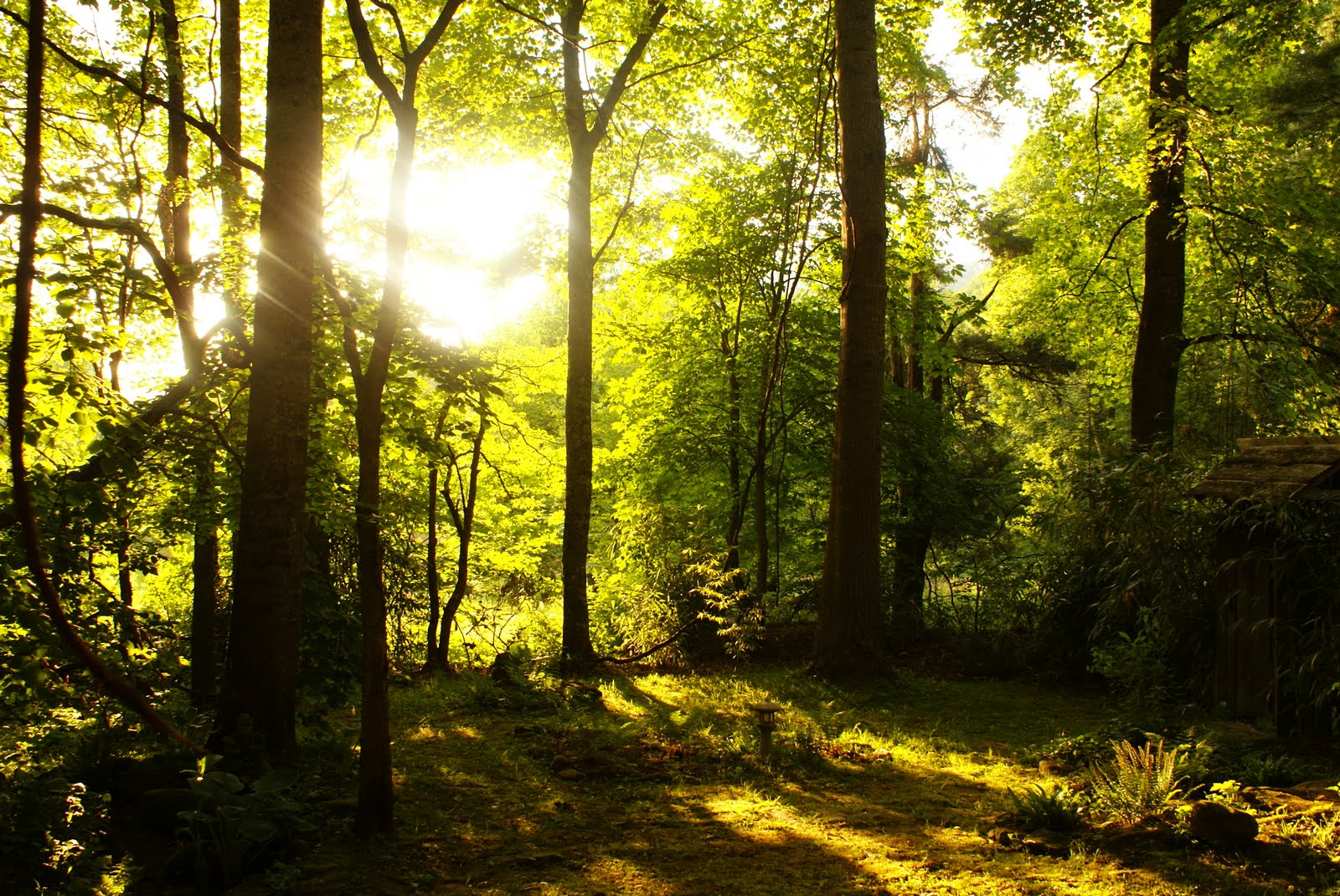 Keen Awareness: The "answer" lies in Nature
