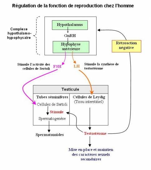 Le Bac S pour les Nuls: La régulation de la fonction de reproduction ...
