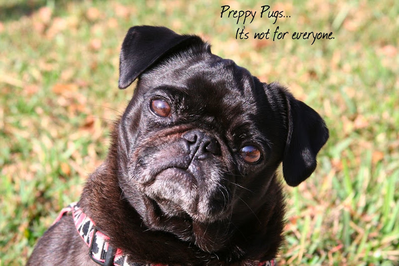 Preppy Pugs: Pug Pumpkin
