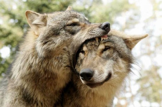 La Cueva del Lobo, noticias, estadísticas y planes - La Cueva del Lobo