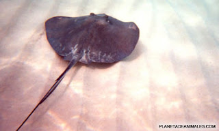 LOS PECES DE TODO EL MUNDO: Manta Raya