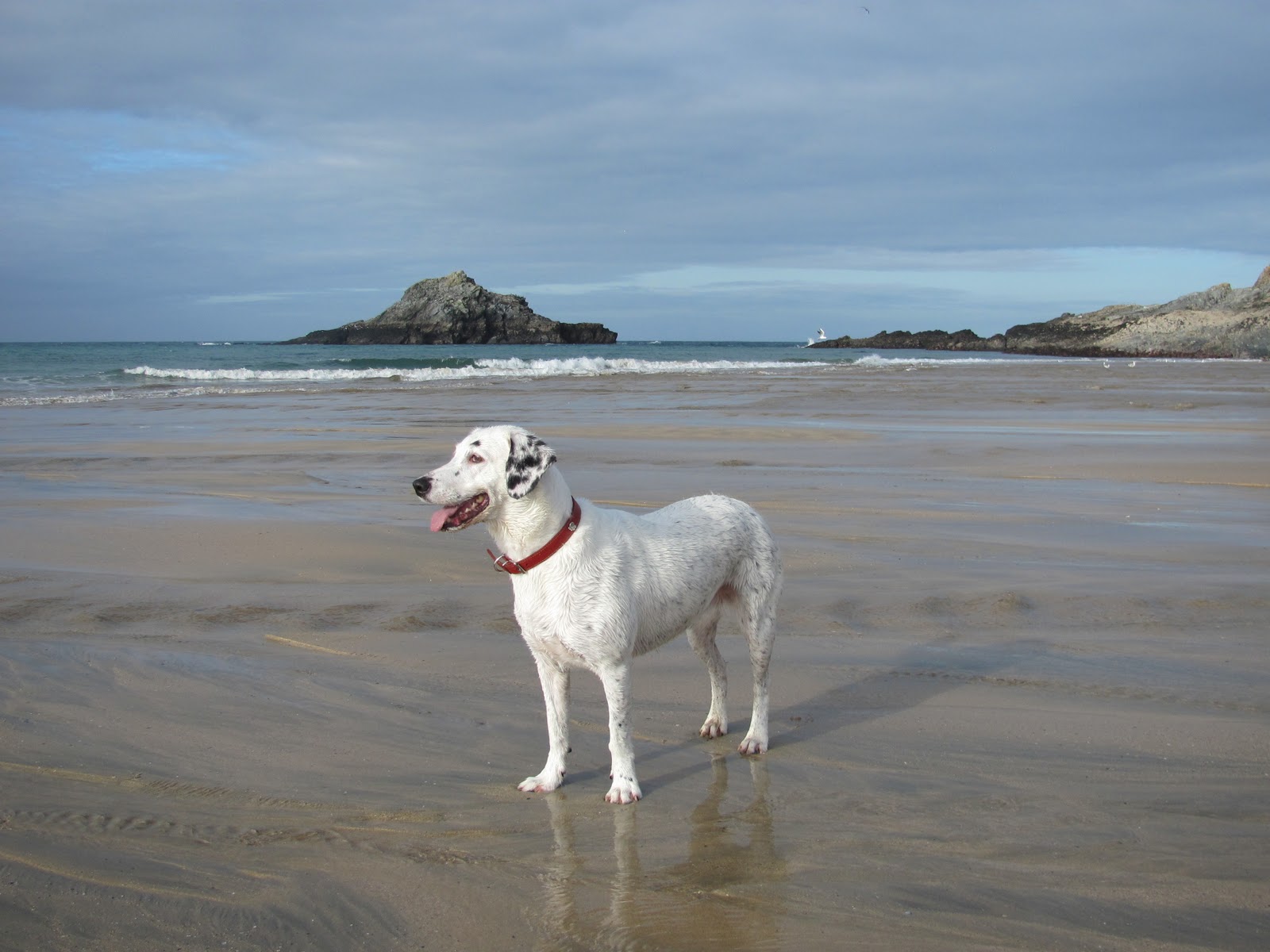 British Wildlife Blog: Gannel Estuary to Crantock Beach