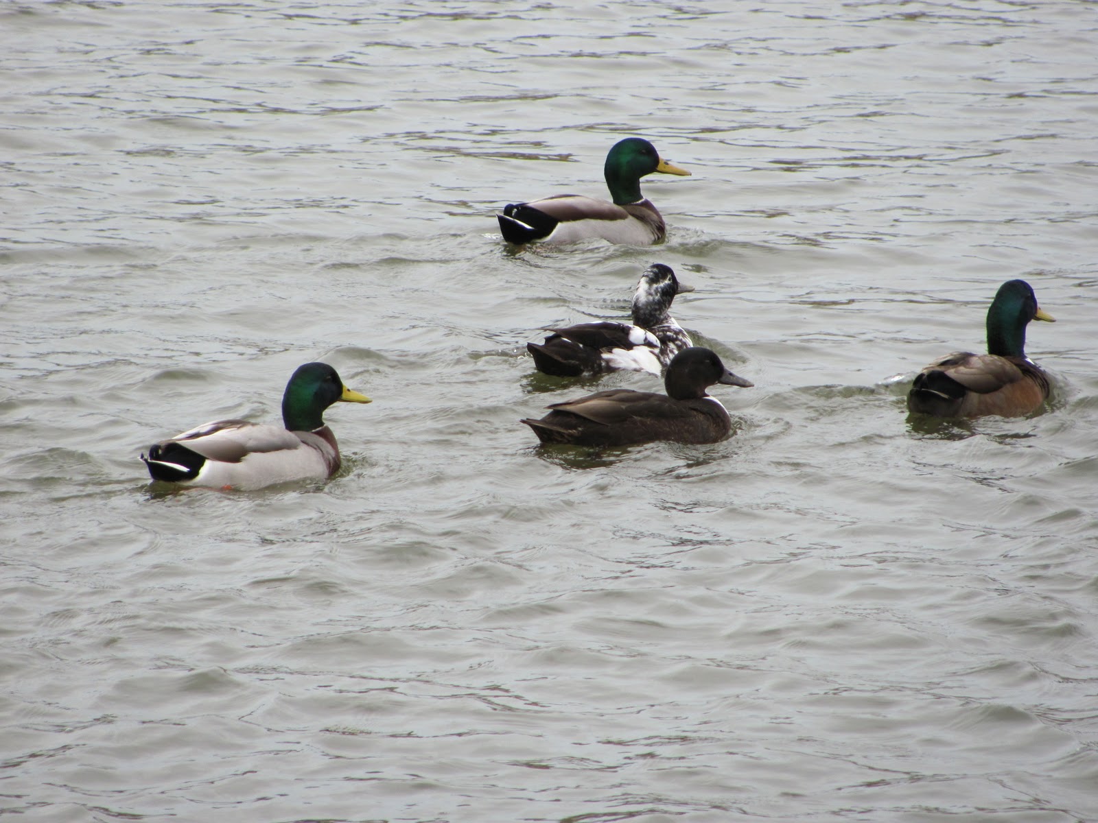 British Wildlife Blog: Porth reservoir