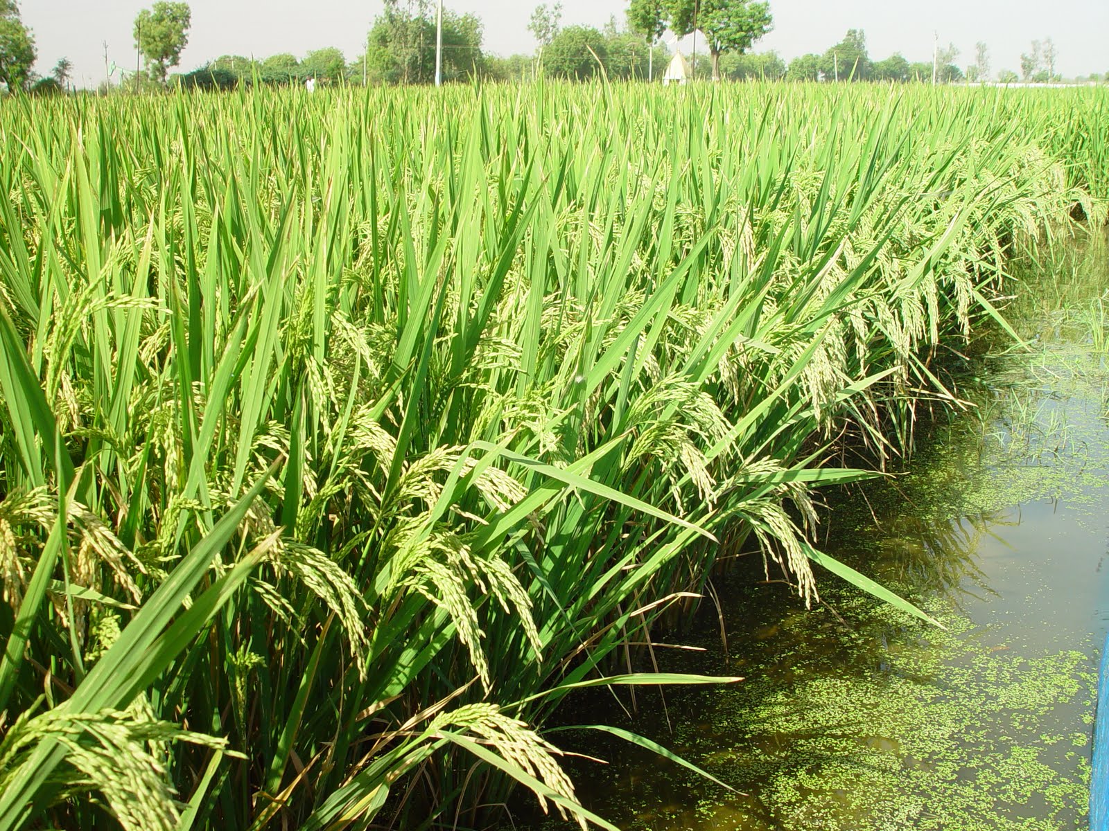 High Yielding Rice Variety From Gujarat