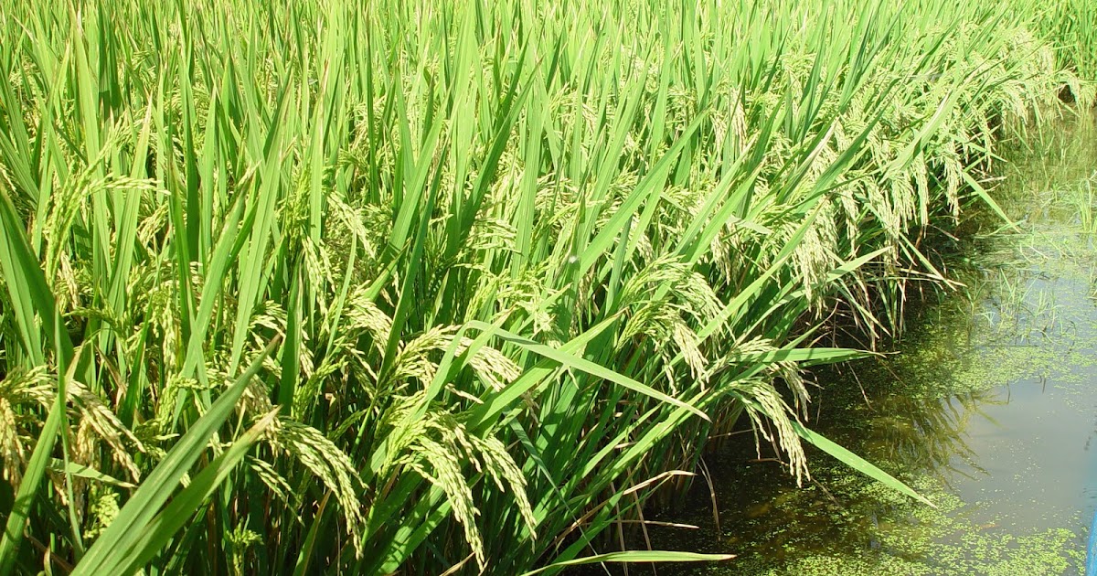 High Yielding Rice Variety From Gujarat: New High Yielding Rice Variety ...