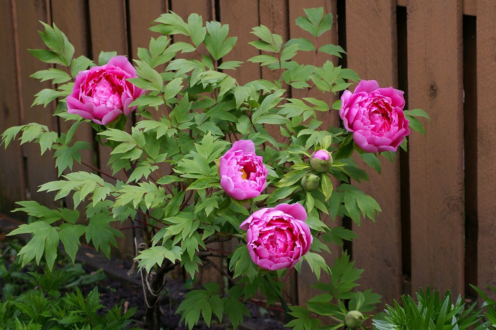 Great Bulbs and Perennials: Tree Peonies in slight shade
