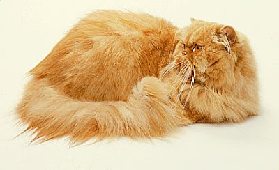 Kitty Cat Meow: Red Self Longhair - Longhaired Cats