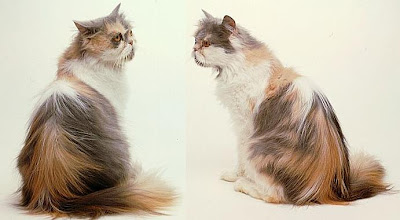 Kitty Cat Meow: Tortoiseshell and White Longhair - Longhaired Cats