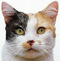 Kitty Cat Meow: Manx - Shorthaired Cats