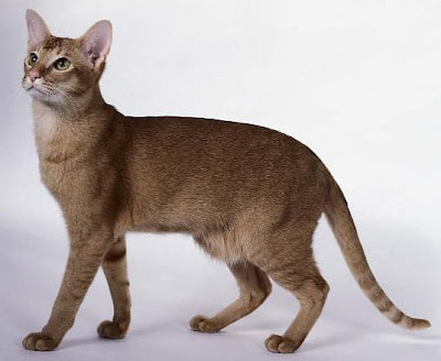 Kitty Cat Meow: Shorthaired Cats (Cat Breeds)