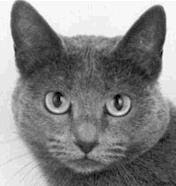 Kitty Cat Meow: Russian Blue - Shorthaired Cats