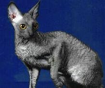 Kitty Cat Meow: Rex - Shorthaired Cats