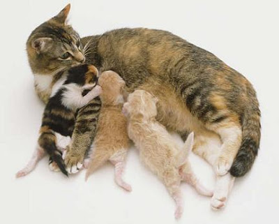 Kitty Cat Meow: REPRODUCTION