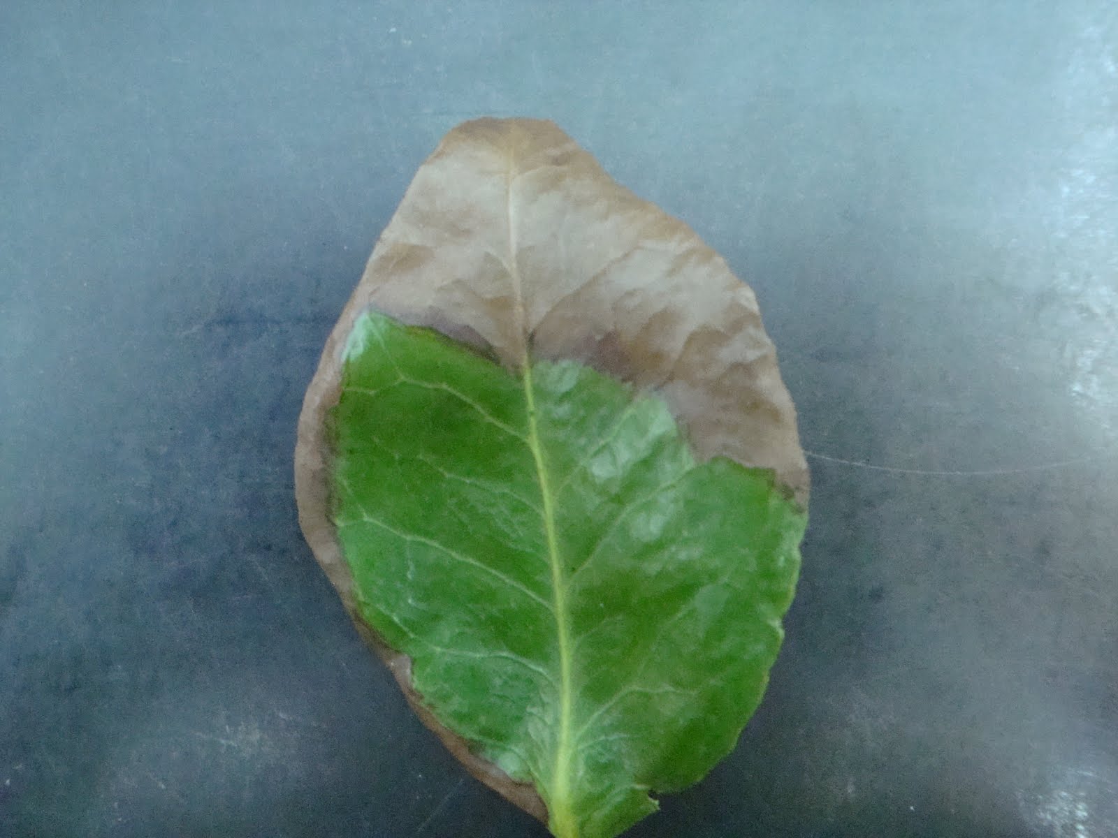 Tutti Pazzi Per Le Piante: FISIOPATIE: ECCESSO IDRICO