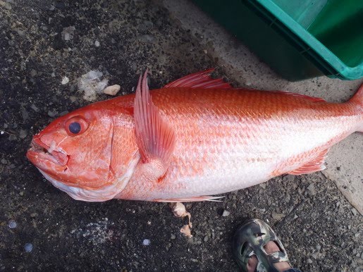 Lets fish! Feel it...: ruby snapper