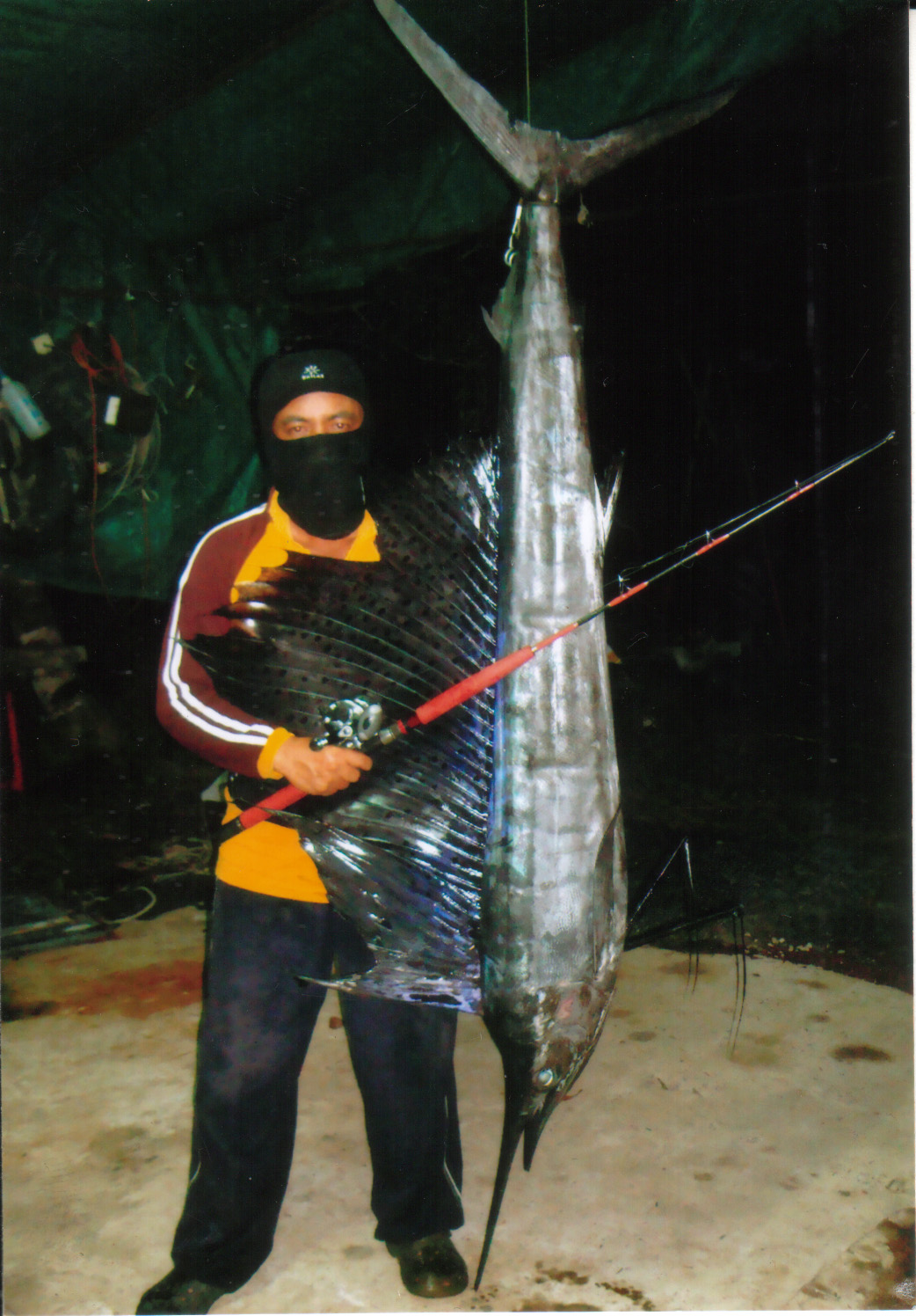 Lets fish! Feel it...: layaran / sailfish