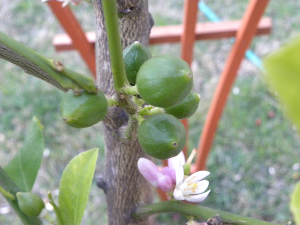 Diane's Texas Garden: Meyer Lemon Tree is Full
