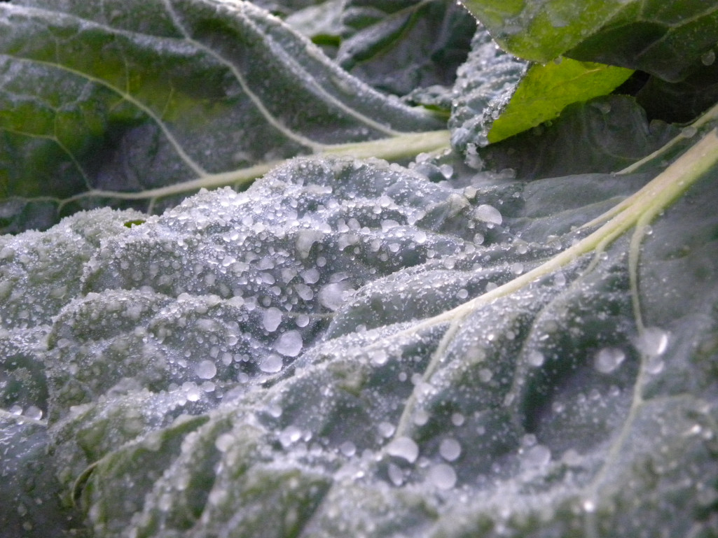 What Is A Hard Freeze For Plants at Evelyn Hampton blog