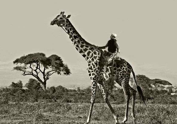 The Traveling Banana: Like Riding Giraffes to School