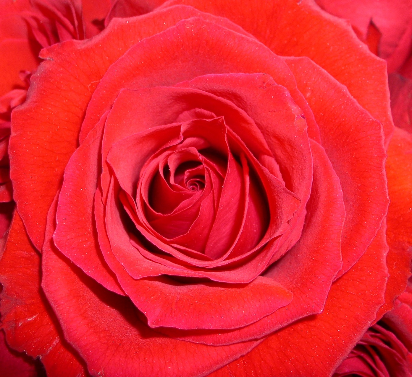 My Beautiful Picutre Album: Center of red rose