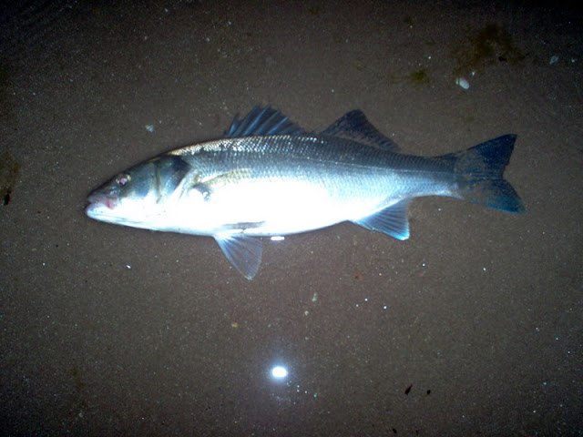 Wędkarskie przygody Tomaszka: Labraks 78 cm