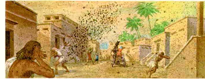 YO SOY MOISÉS: 3ª PLAGA:LOS MOSQUITOS