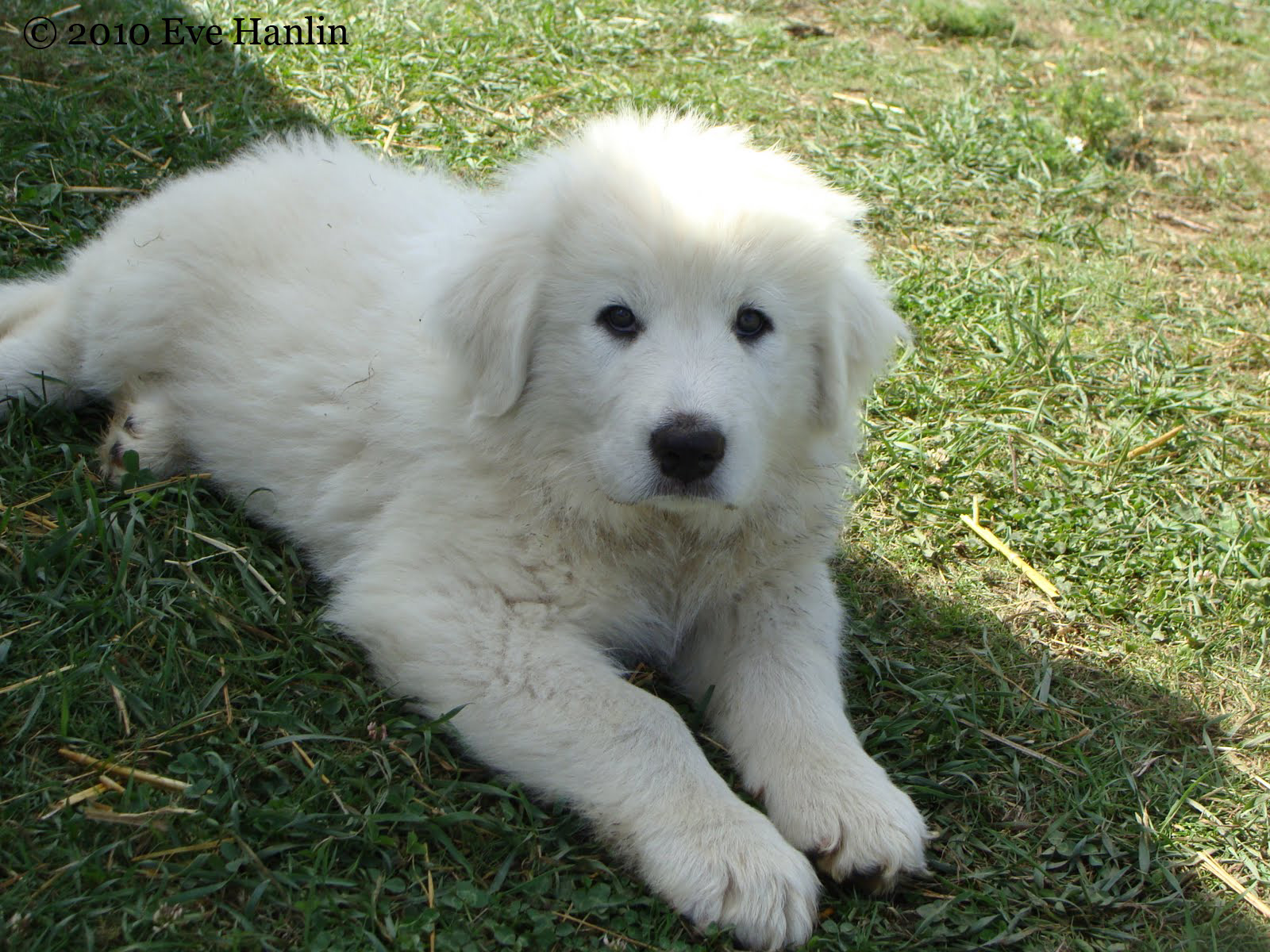 Evelyn Hanlin: The CUTEST THINGS on Earth