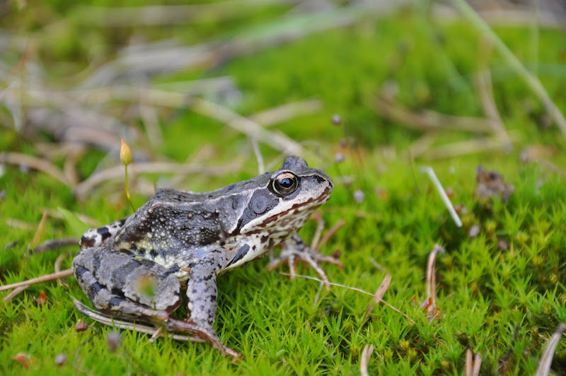 Norsk Nettfoto: Vanlig norsk buttsnutet frosk