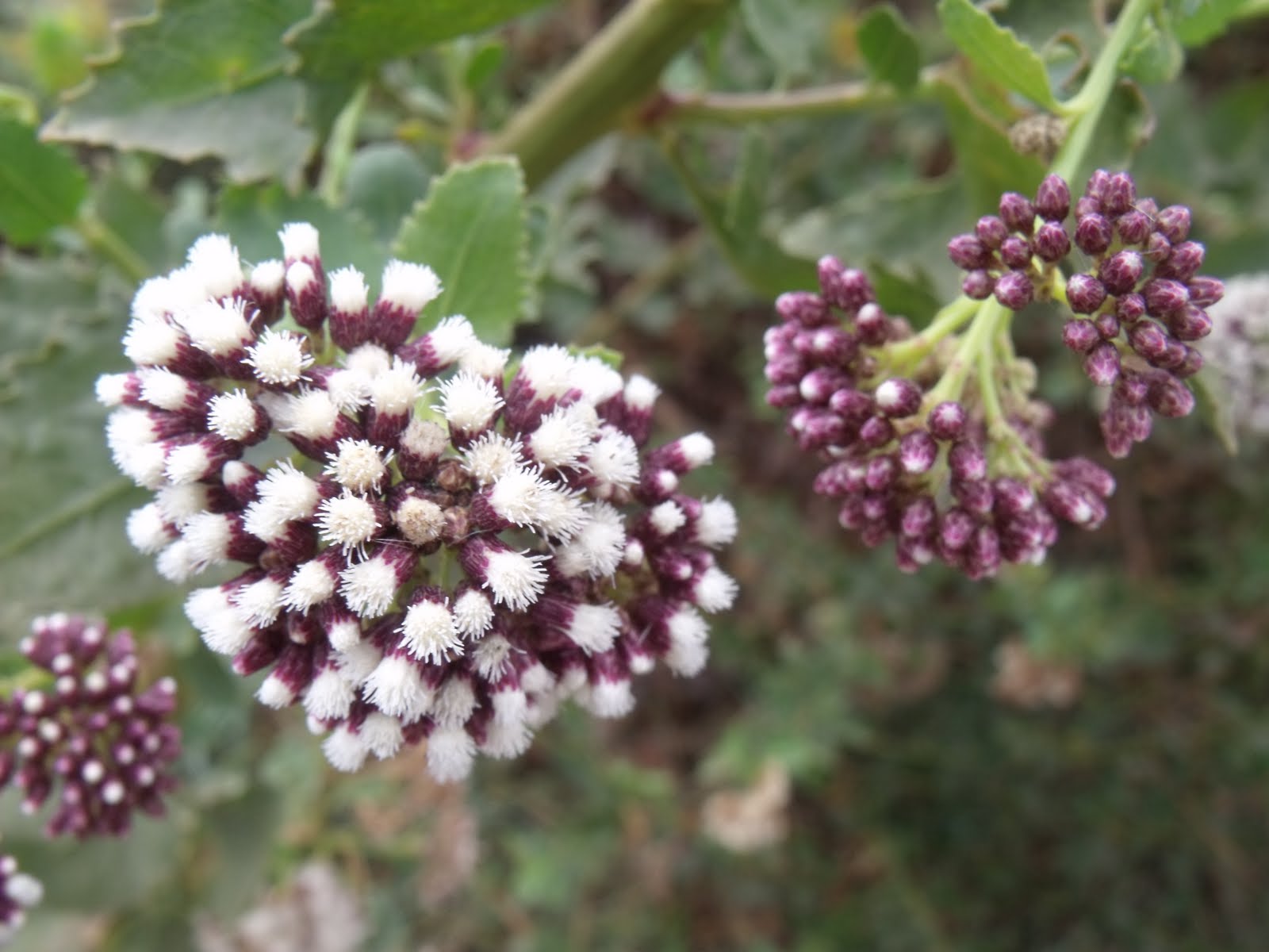 La Plantita: julio 2010